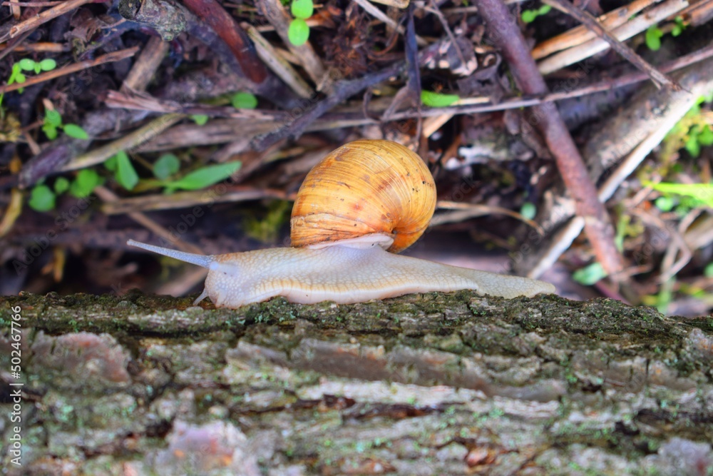 The gastropods commonly known as snails and slugs, belong to a large ...
