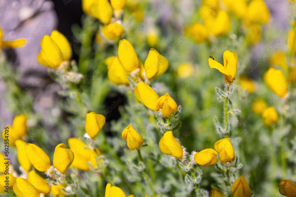 Cytisus fontanesii Spach subsp. plumosus (Boiss.) Nyman, endemic from ...