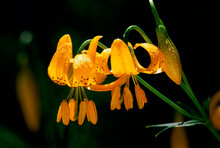 Caffenol Process Lily Free Stock Photo - Public Domain Pictures