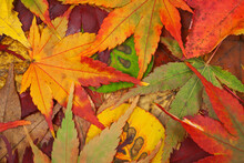 Orange Autumn Leaf Close-up Free Stock Photo - Public Domain Pictures