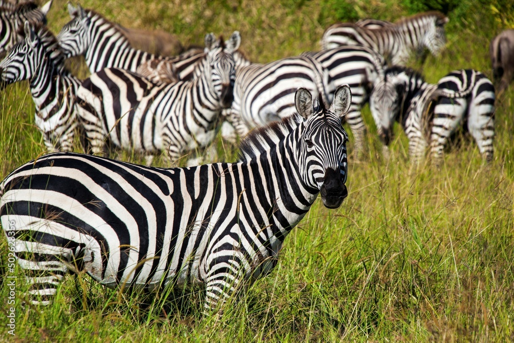 Zebra herd during migration, Serengeti National Park, Tanzania Stock ...