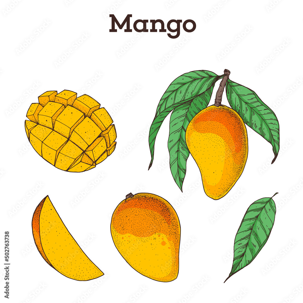 Mango fruit hand drawn. Vector illustration. Design, package, brochure ...