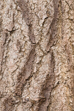 Sumac Tree Free Stock Photo - Public Domain Pictures