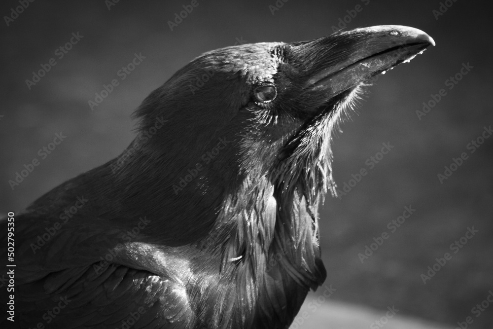Stoic Raven Stock Photo | Adobe Stock