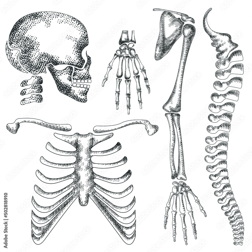 Handdrawn detailed vector skeleton drawing of human anatomy, skull ...