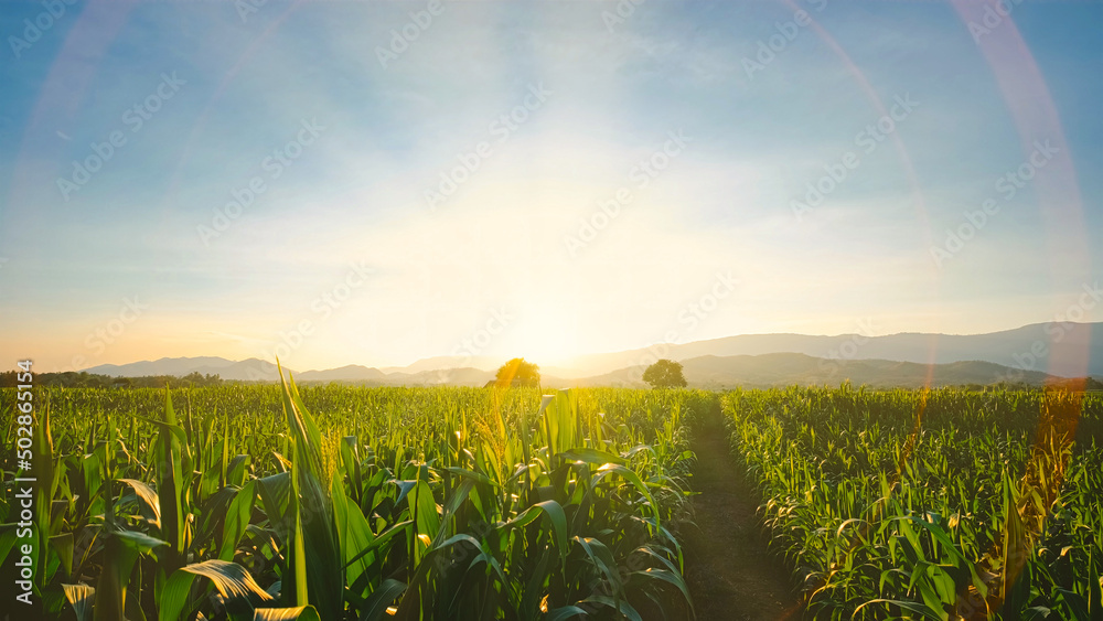 maize corn crops in agricultural plantation in the evening with sunset ...