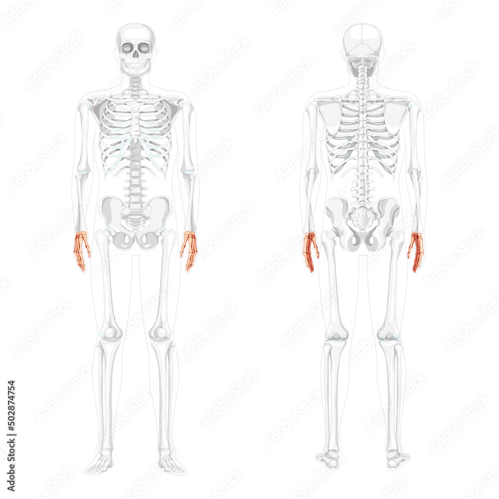 Skeleton Hands Human front back view with partly transparent bones ...