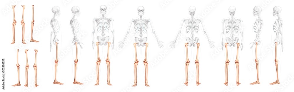 Set of Skeleton Thighs and legs lower limb Human front back side view ...