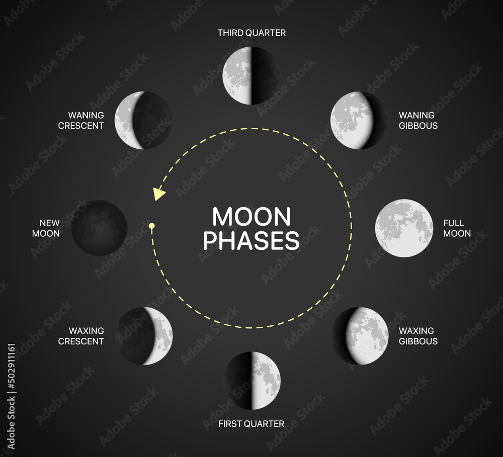 Moon phases chart vector illustration. Moon light rotation infographic ...