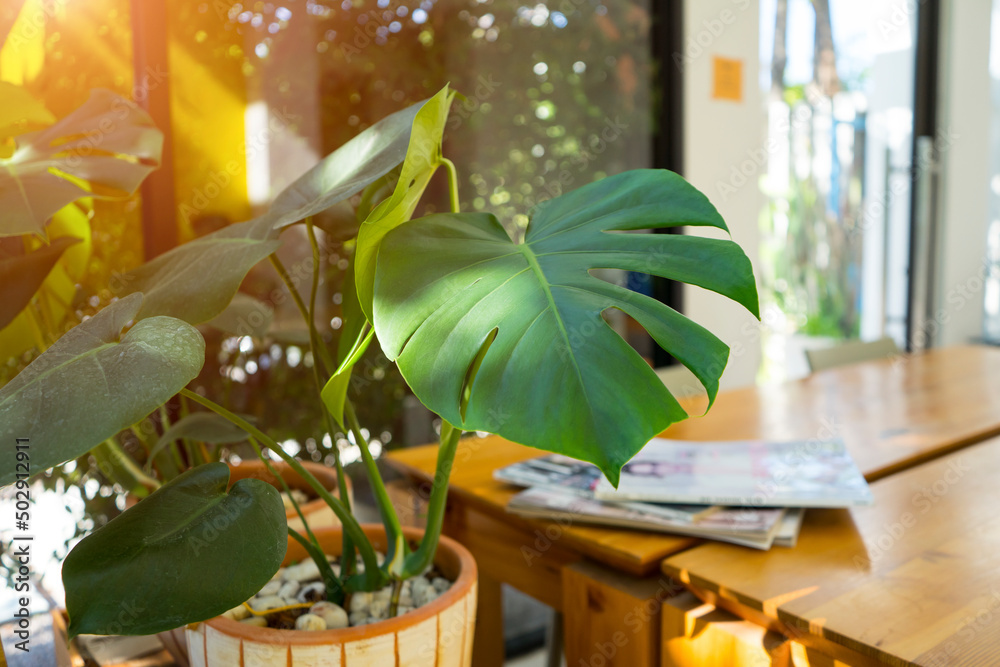 Monstera Giant in flower pot, The leaves are alternate, leathery, dark ...