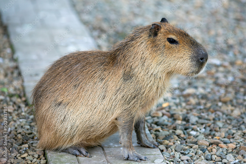 The capybara or guinea pig is a semi-aquatic herbivorous rodent of the ...