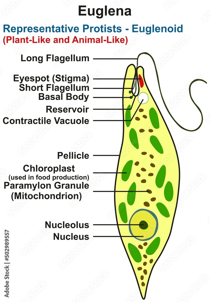Euglena structure infographic diagram genus of single celled ...