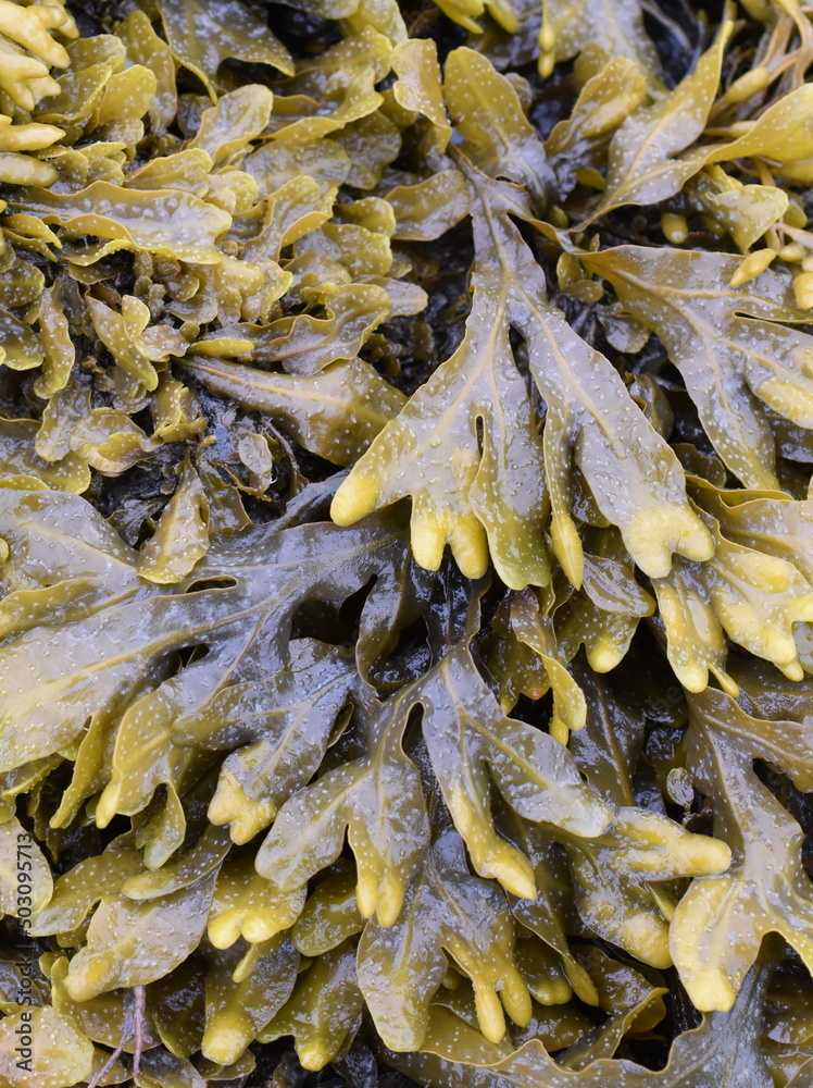 Fucus Brown Algae Slide