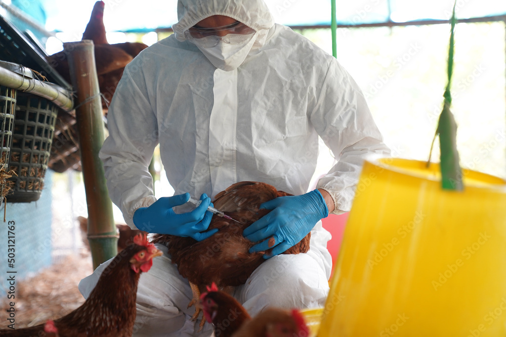 Veterinarians vaccinate against diseases in poultry such as farm ...