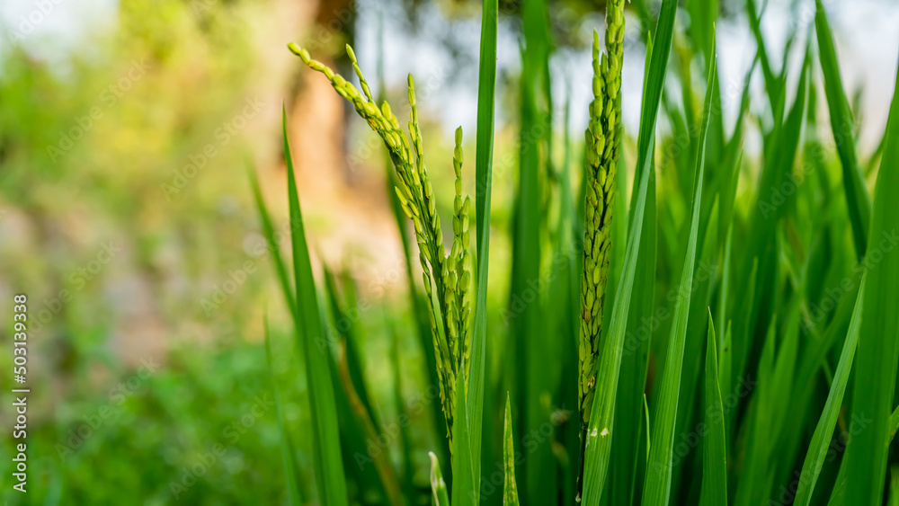 rice fields, rice plant, Oryza sativa, commonly known as Asian rice, is ...