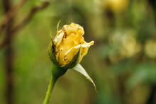 Yellow Rosebud Free Stock Photo - Public Domain Pictures