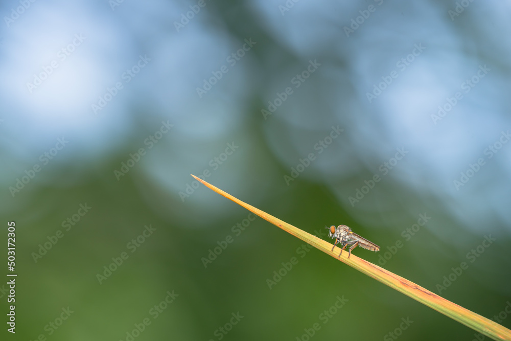 Close-up of robber flies (Asilidae) or killer flies waiting to ambush ...