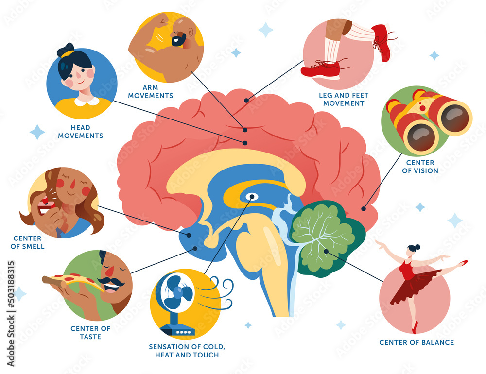 Brain Center of Functions Illustration. Functional areas of the human ...