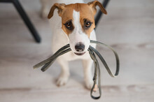Dog Under Table Free Stock Photo - Public Domain Pictures
