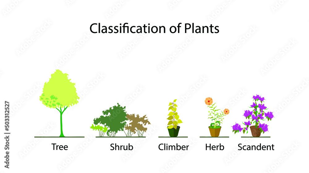 illustration of biology and landscape, Classification of plants, plant ...