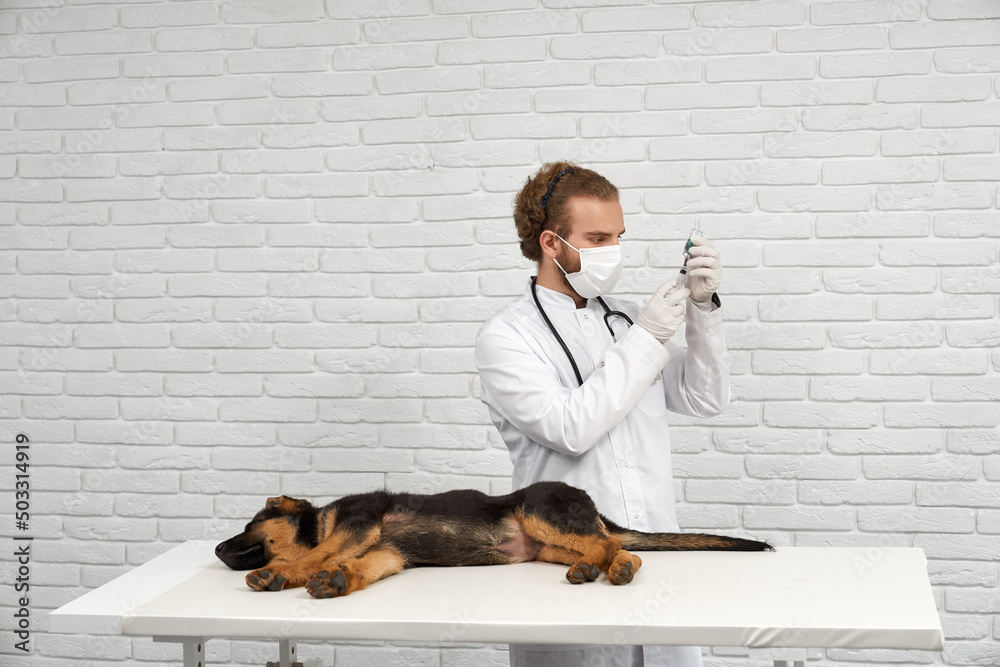 Side view of vet preparing injection for German Shepherd in vet clinic ...