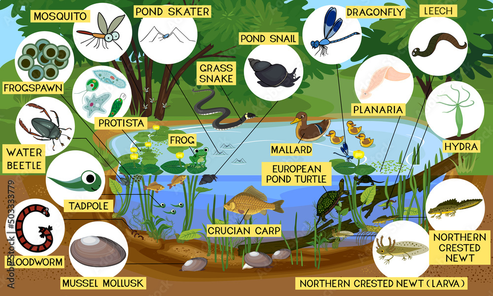 Ecosystem of pond with different animals (birds, insects, reptiles ...