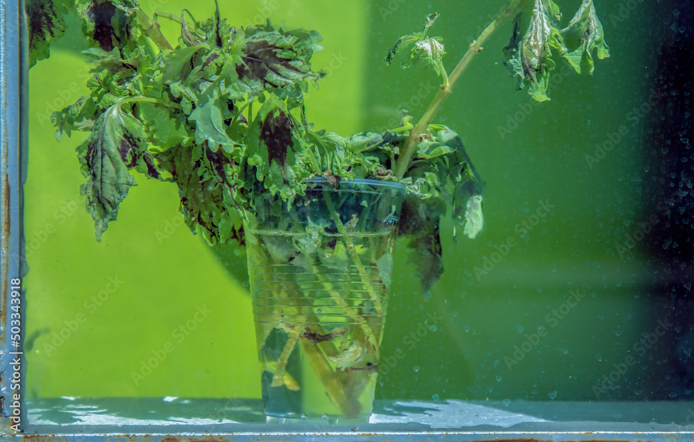 Dying fern cuttings and flowers in a clear plastic cup on an interior ...
