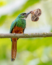 Jacamar Bird On Branch Free Stock Photo - Public Domain Pictures