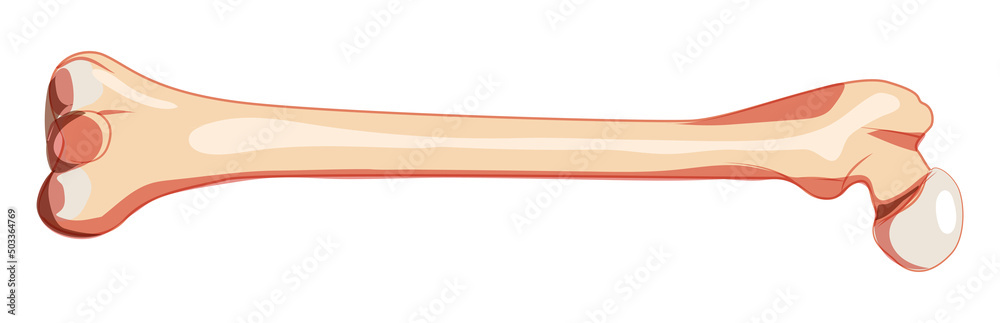 Femur thigh bone Skeleton Human back Posterior dorsal view ...