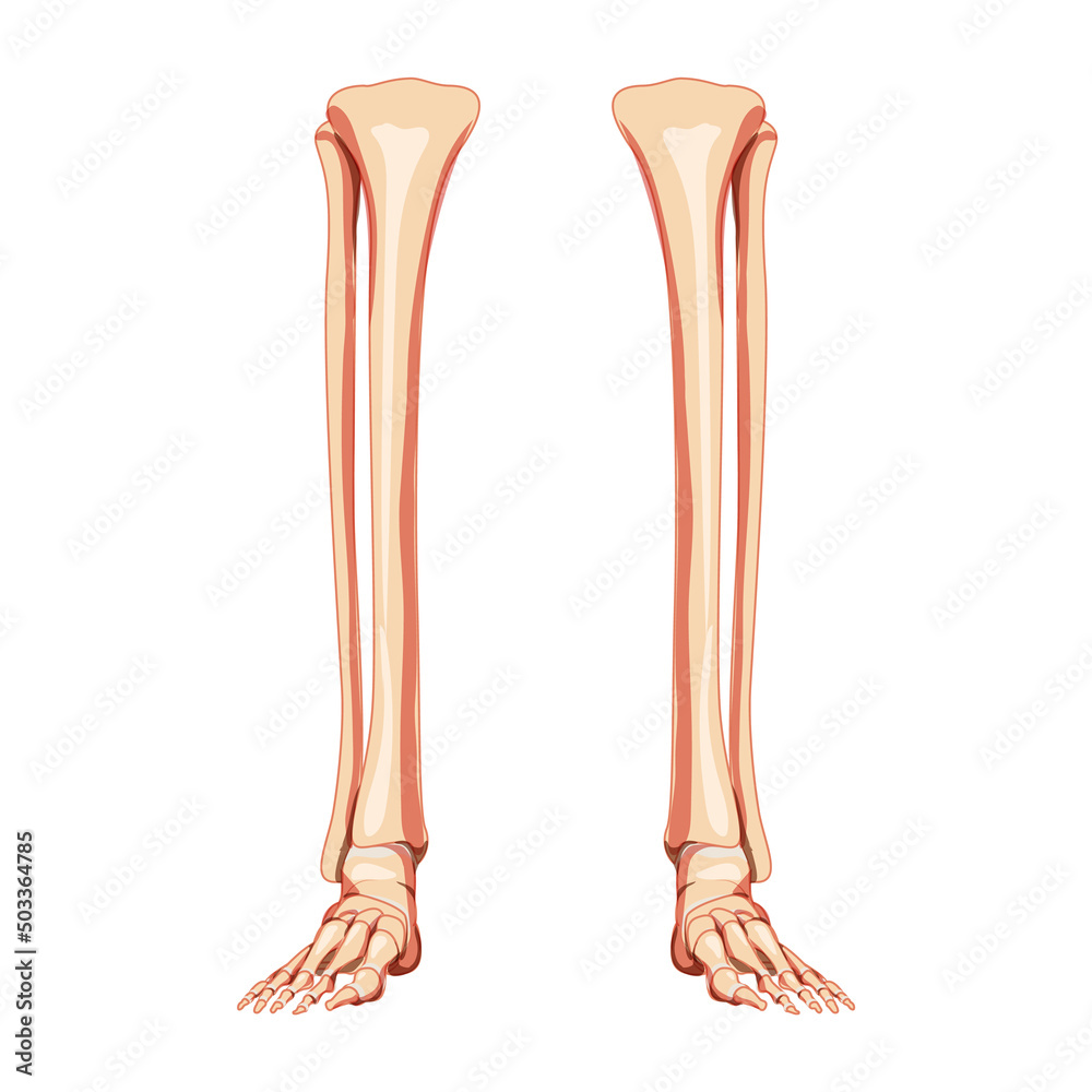 Leg tibia, fibula, Foot, ankle Skeleton Human front Anterior ventral ...