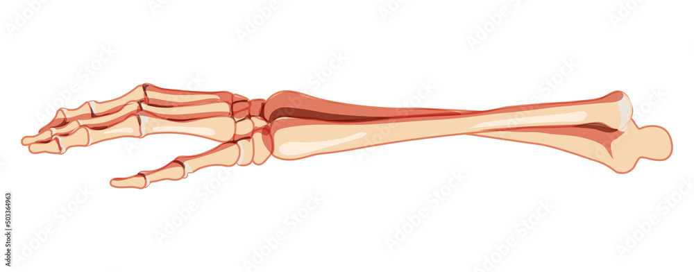 Стоковое векторное изображение «Forearms Skeleton Human front view. Set ...