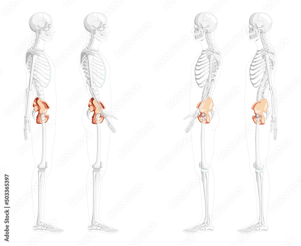 Vector de Stock Skeleton Pelvis hip bone Human side lateral view with ...