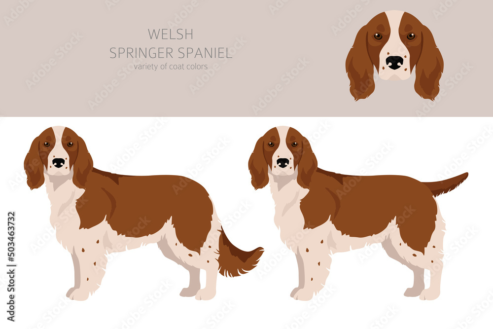 Welsh Springer spaniel clipart. Different poses, coat colors set Stock ...