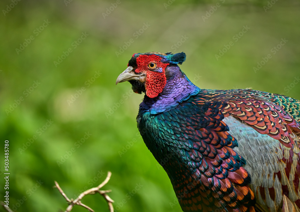 colorful male pheasant, Phasianus colchicus, in its natural habitat in ...
