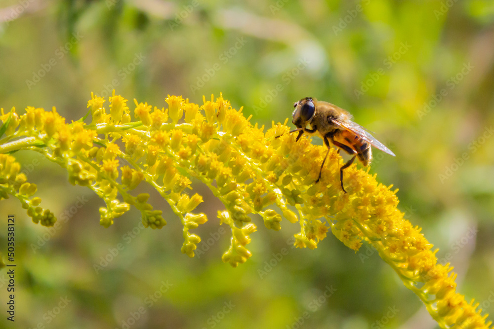 Eristalis tenax - hoverfly, also known as the drone fly (or "dronefly ...