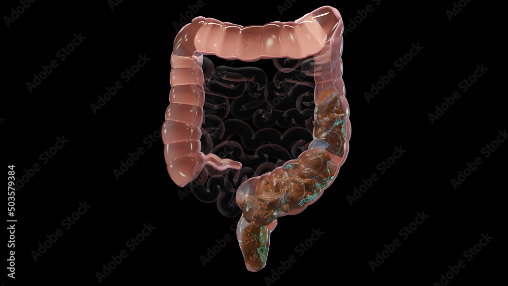 3d illustration of human digestive system anatomy, concept of the ...