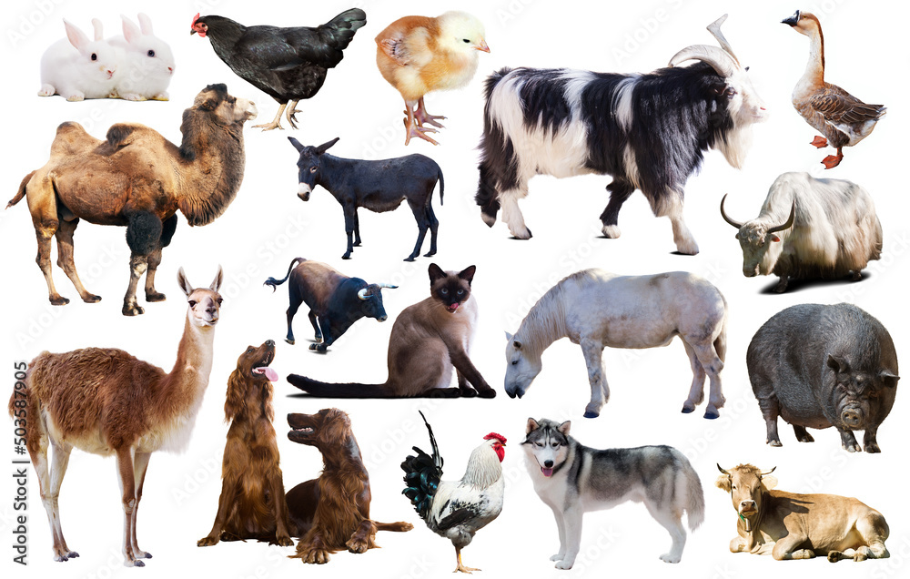 Collection of farm animals isolated on white background Stock Photo ...