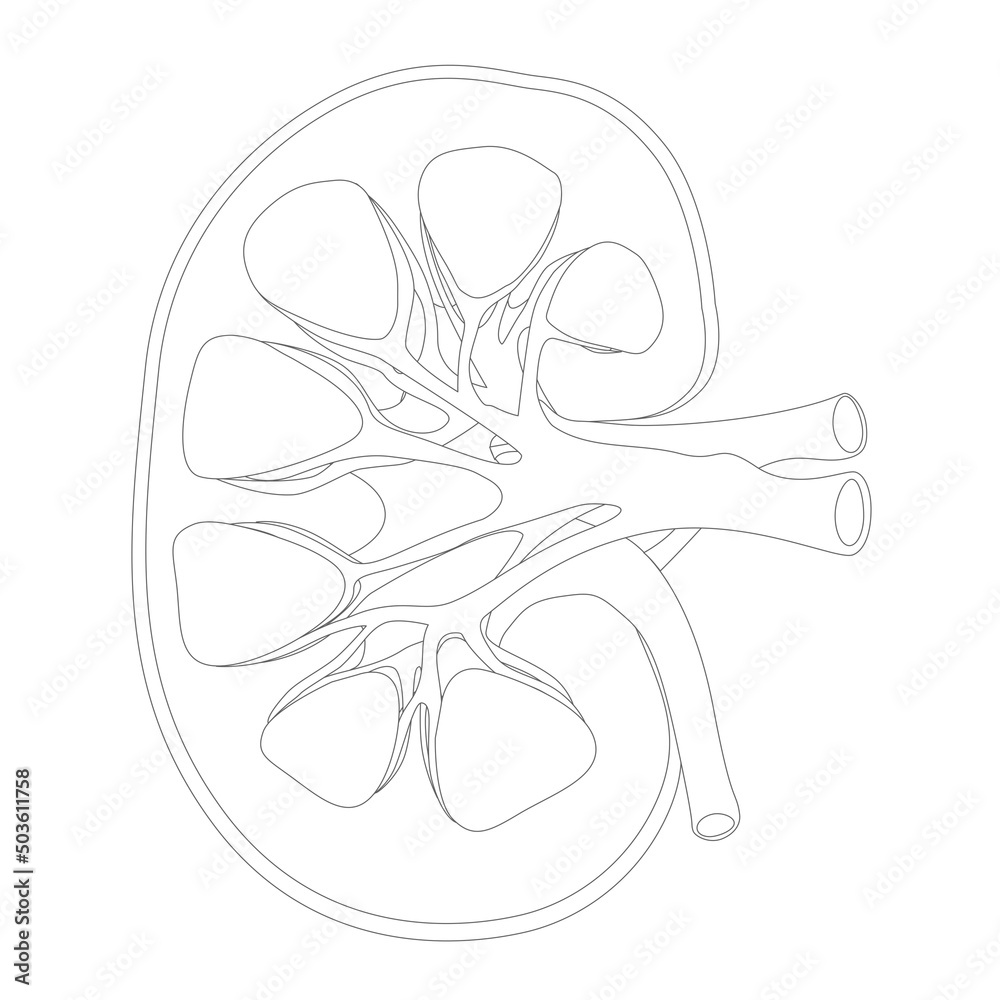 Drawing human kidney anatomy abstract Stock Illustration | Adobe Stock