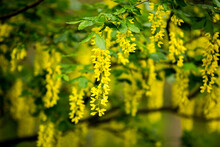 Yellow Acacia Flowers With Sunburst Free Stock Photo - Public Domain ...