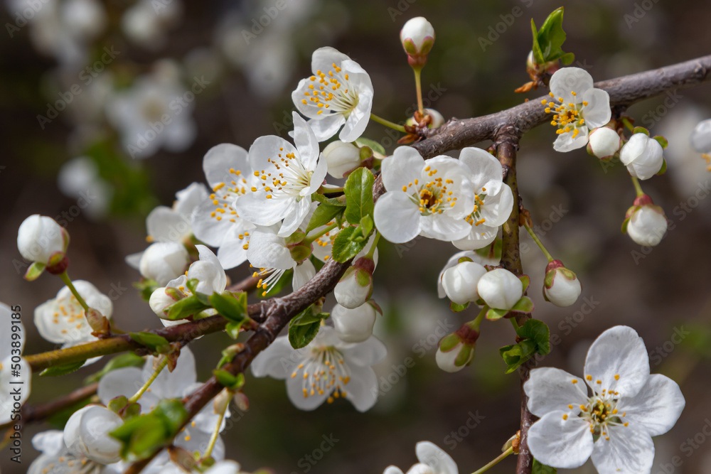 Prunus Cerasifera Blooming white plum tree. White flowers of Prunus ...