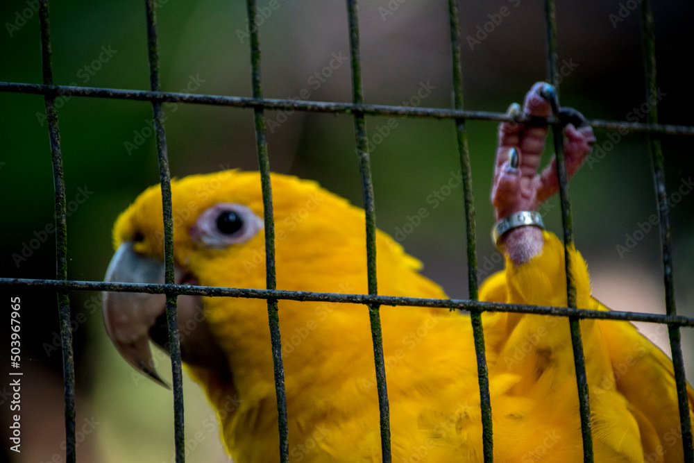 guacamayo guaruba, cotorra dorada, periquito amarillo o aratinga ...