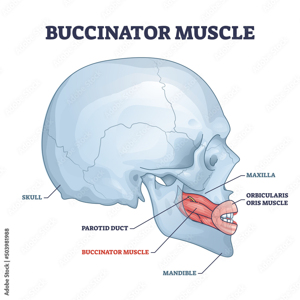 Buccinator muscle with human major facial and chin bones outline ...