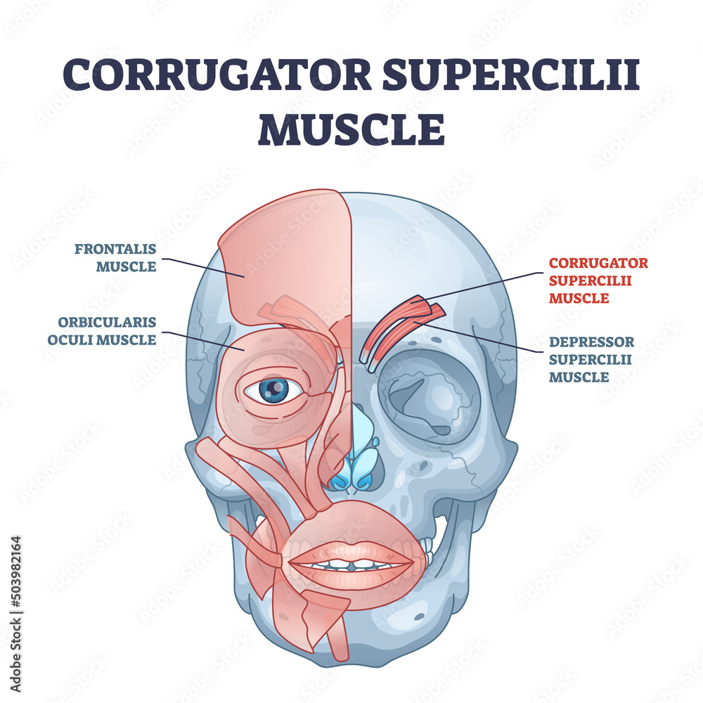 Corrugator supercilii muscle anatomy for eyebrows movement outline ...
