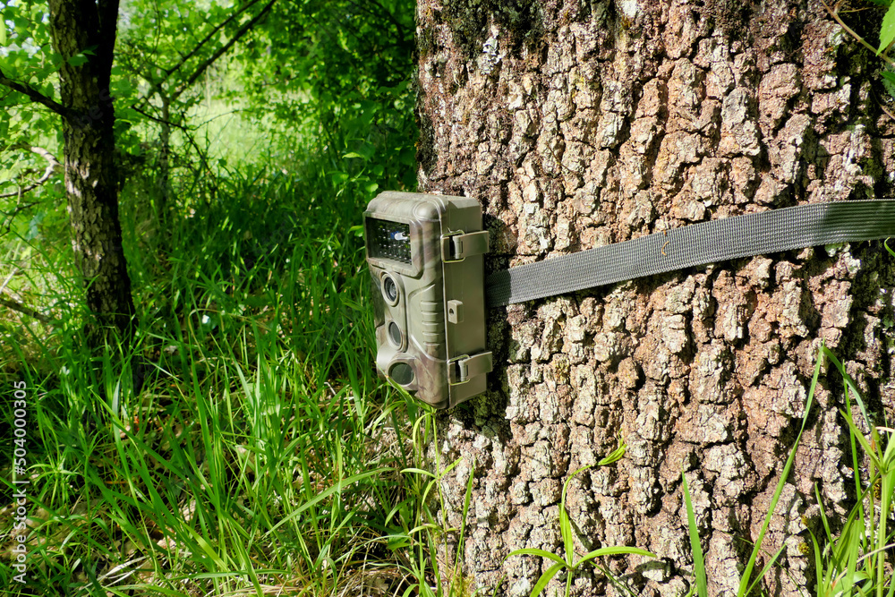 Camouflaged trail, or wildlife camera strapped to an oak tree for ...