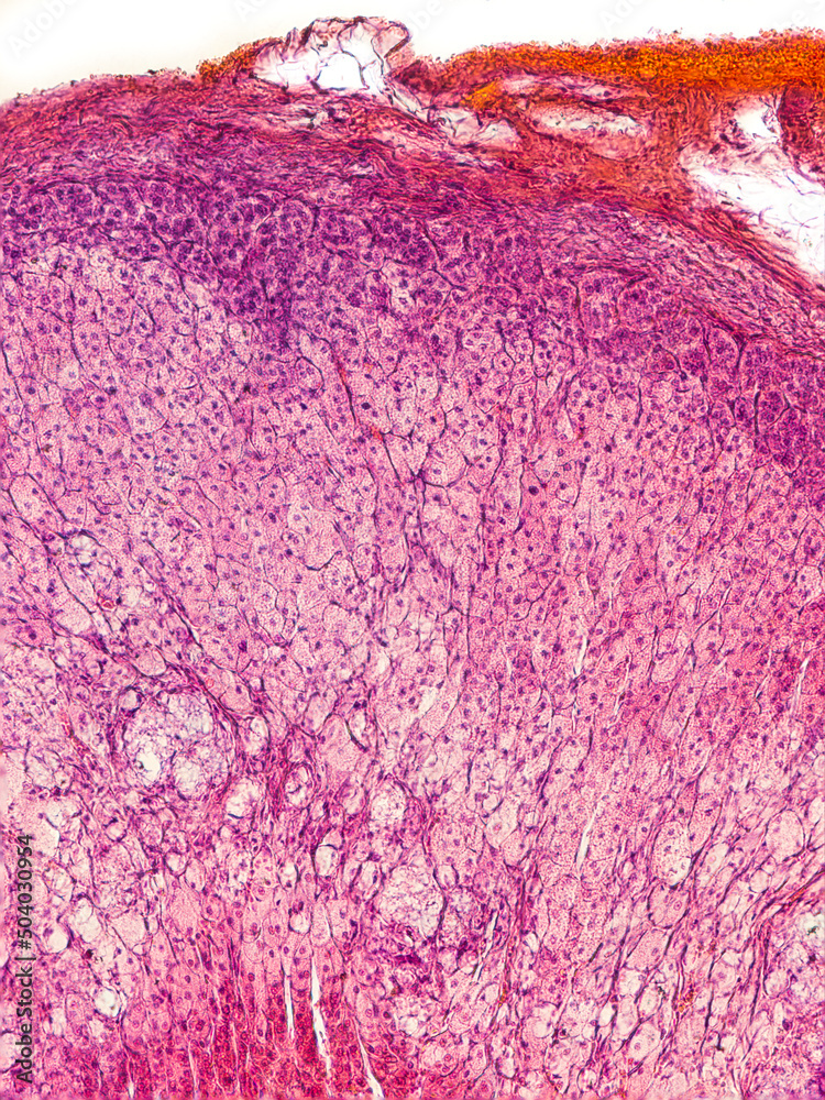 cat adrenal gland cross section under the microscope showing adipose ...