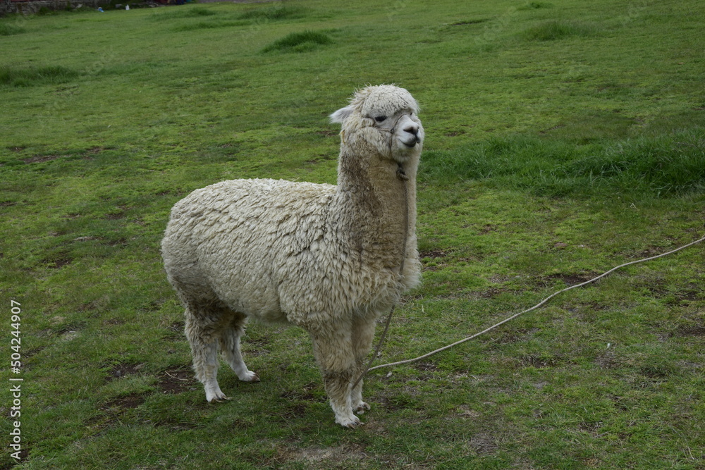 Alpaca grazes on the territory Inca prehistoric ruins in Chucuito near ...