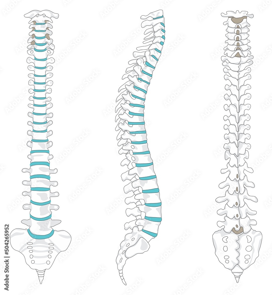 Vertebral Column Anatomy Infographic Diagram for medical science ...