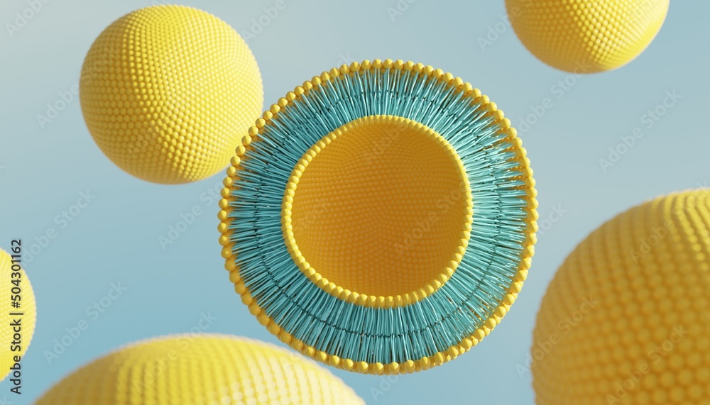Liposome circular bilayer structure membrane. 3d illustration Stock ...