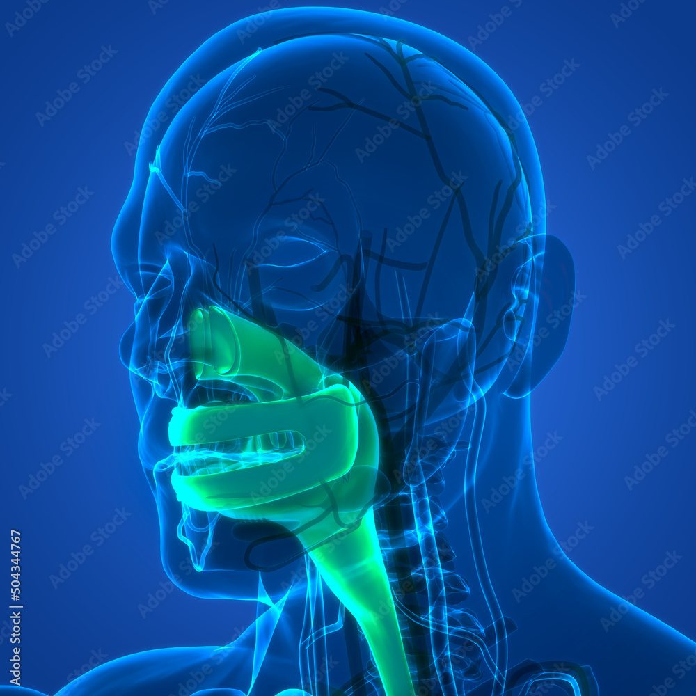 Human Digestive System Mouth Anatomy Stock Illustration | Adobe Stock