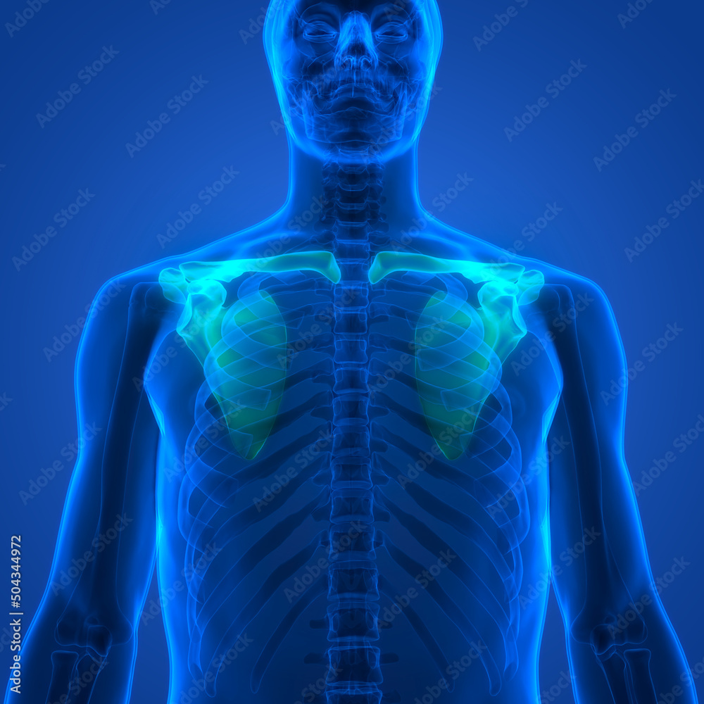 Human Skeleton System Pectoral (Shoulder) Girdle Bone Joints Anatomy ...